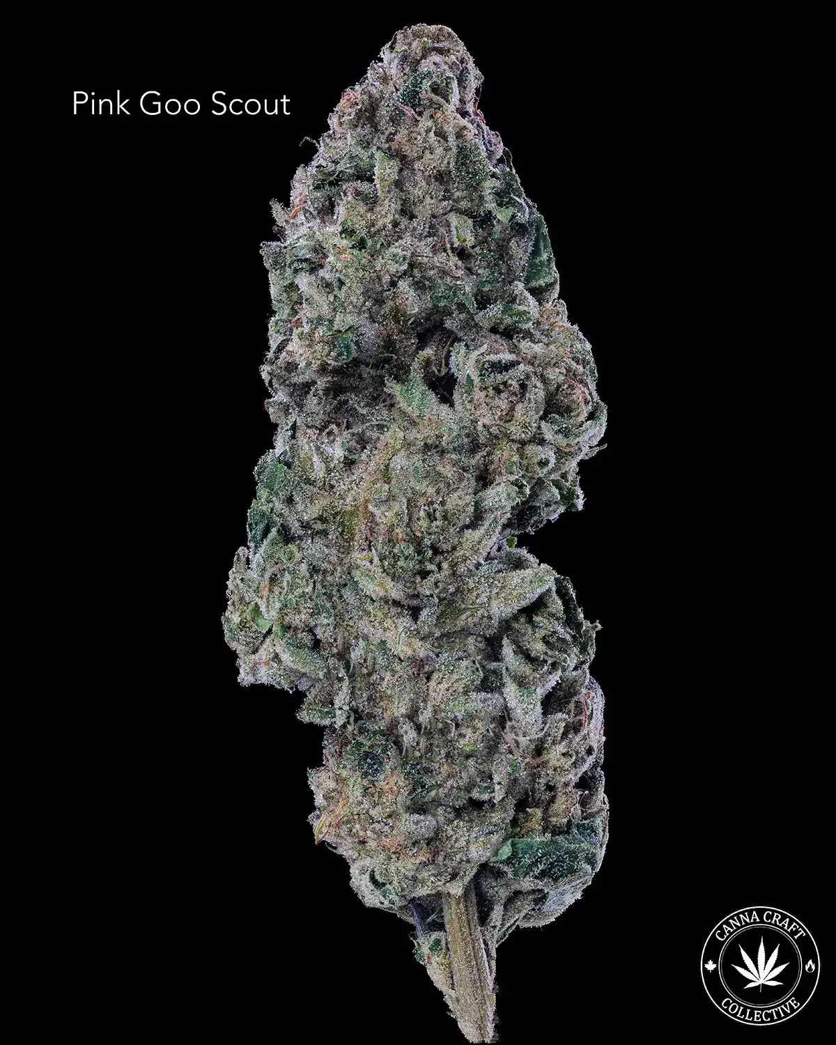 AAA+ - PINK GOO SCOUT - Canna Craft Collective